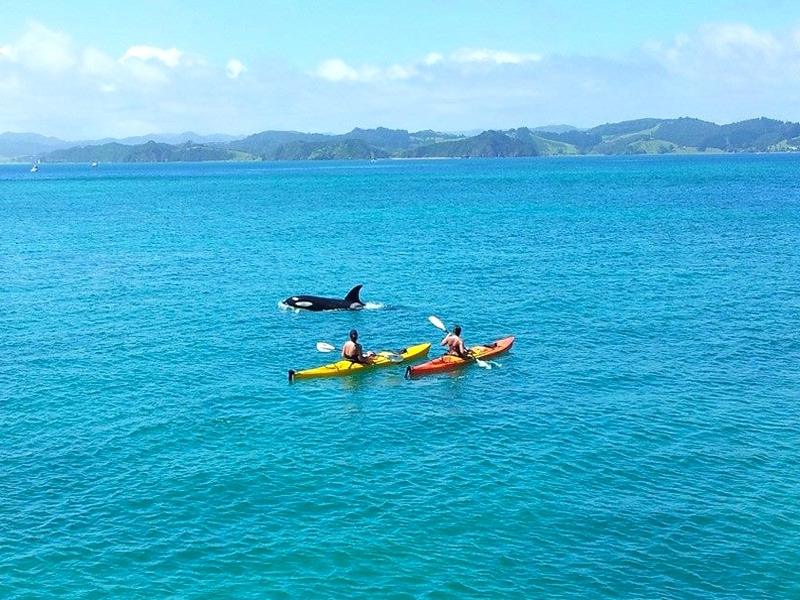 About Us - Sea Kayaking Company New Zealand